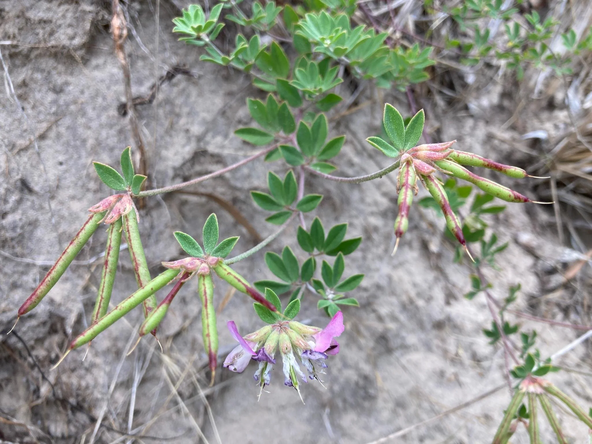 Austral Trefoil — Sandy Point, Victoria
