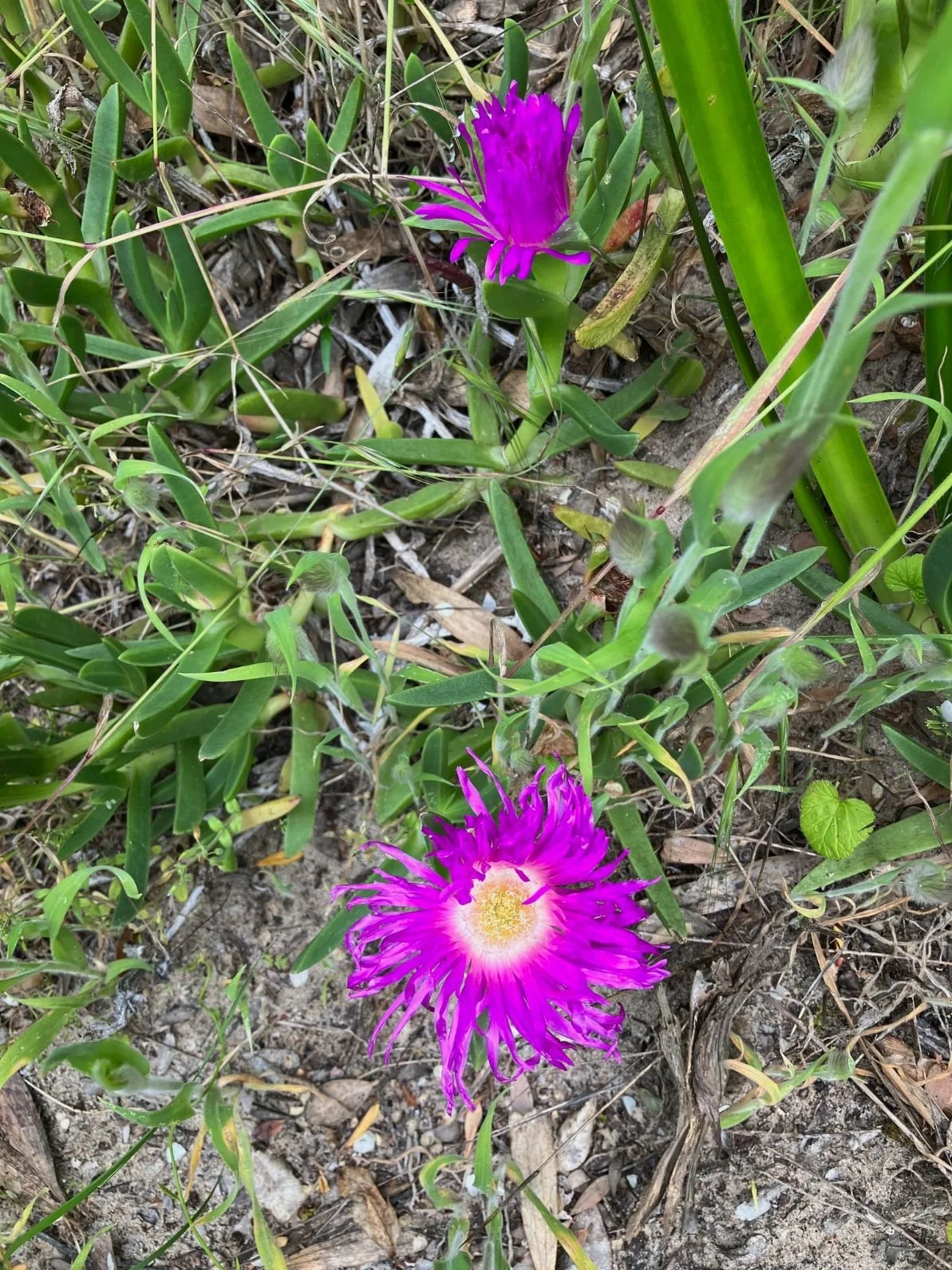 Karkalla — Sandy Point, Victoria