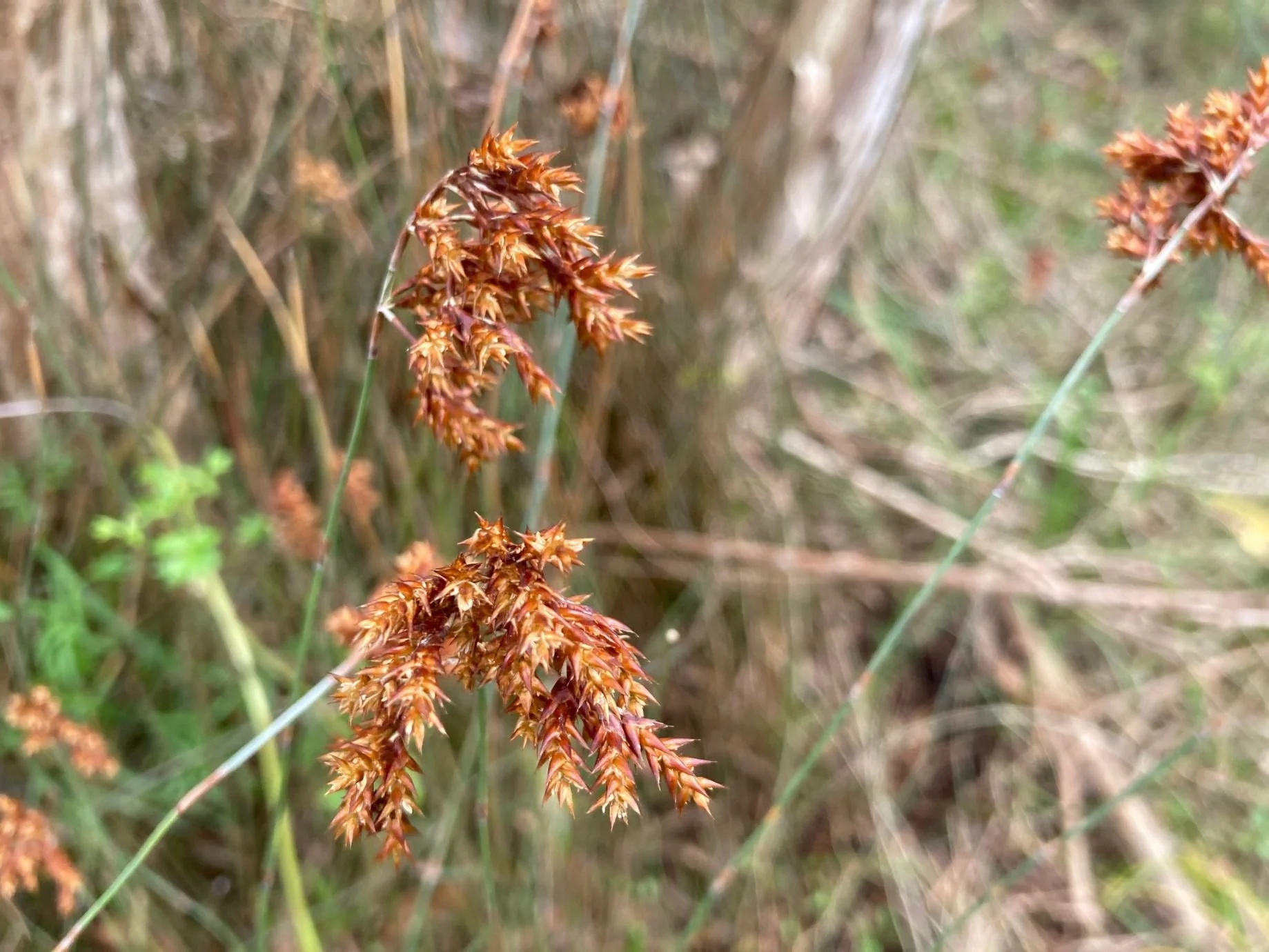 Coarse Twine-rush — Sandy Point, Victoria