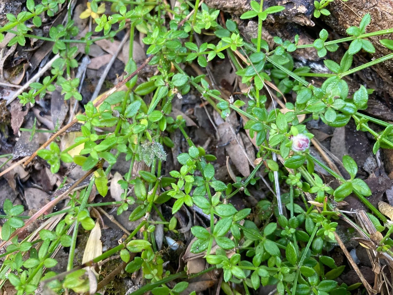 Tangled Bedstraw — Sandy Point, Victoria
