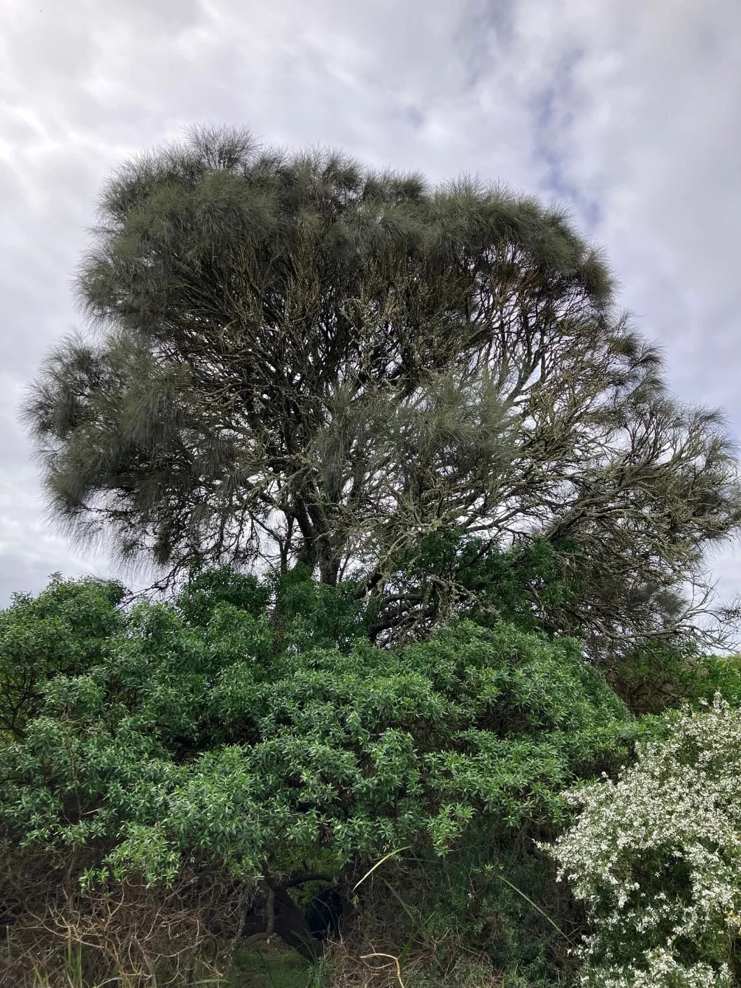 Coast Sheoak — Sandy Point, Victoria