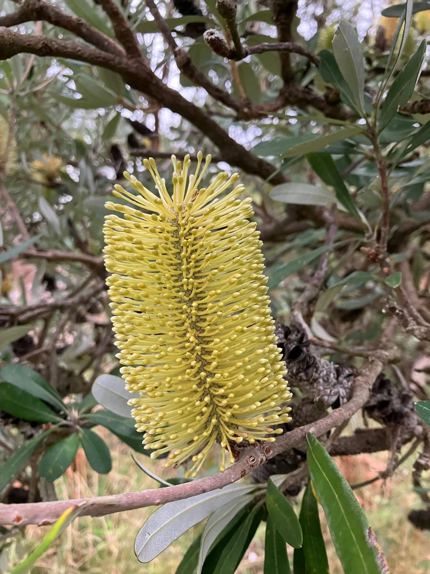 Coast Banksia — Sandy Point, Victoria