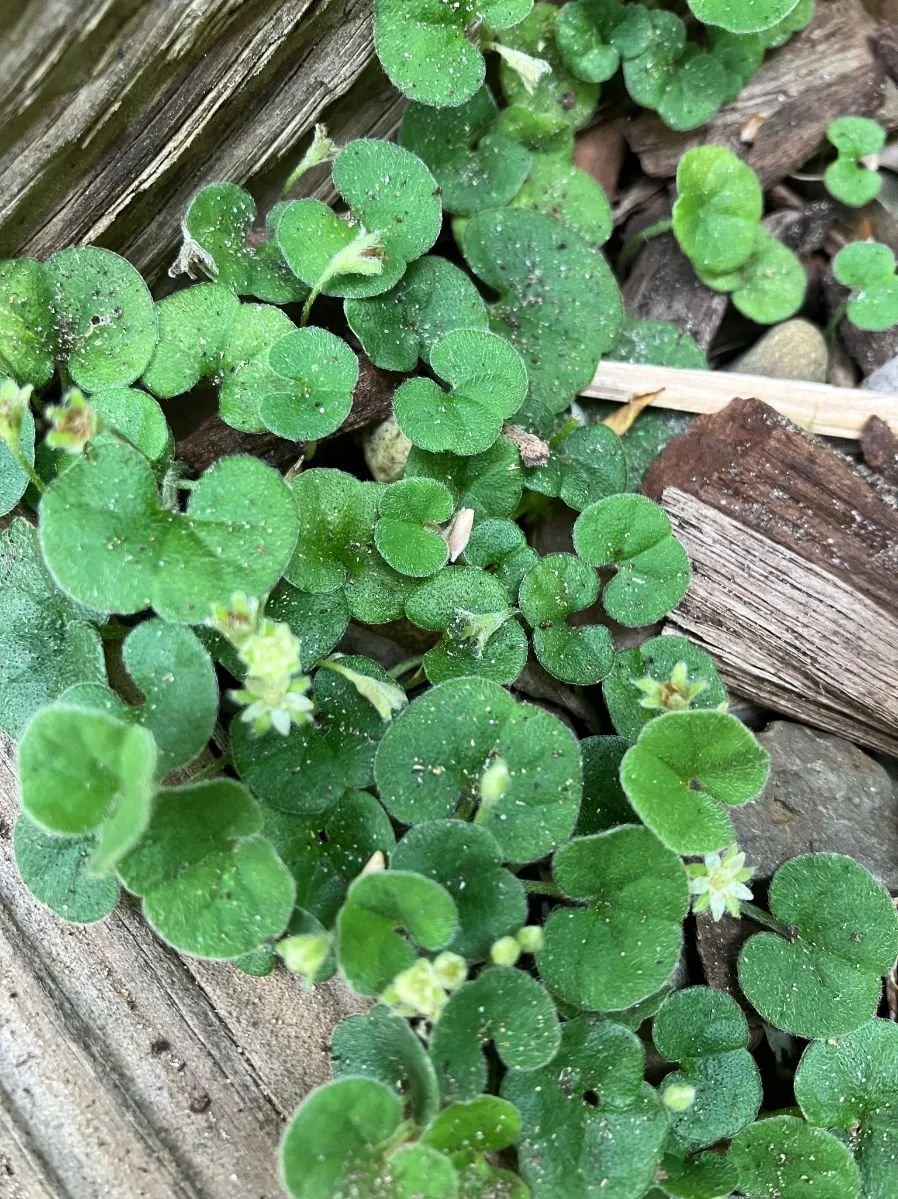 Kidney Weed — Sandy Point, Victoria