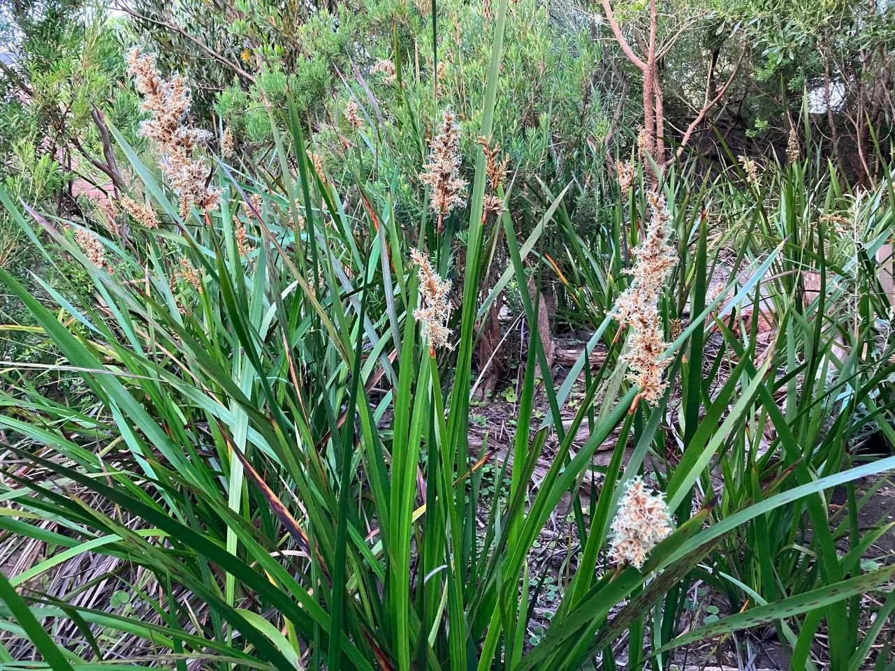 Coast Sword-sedge — Sandy Point, Victoria