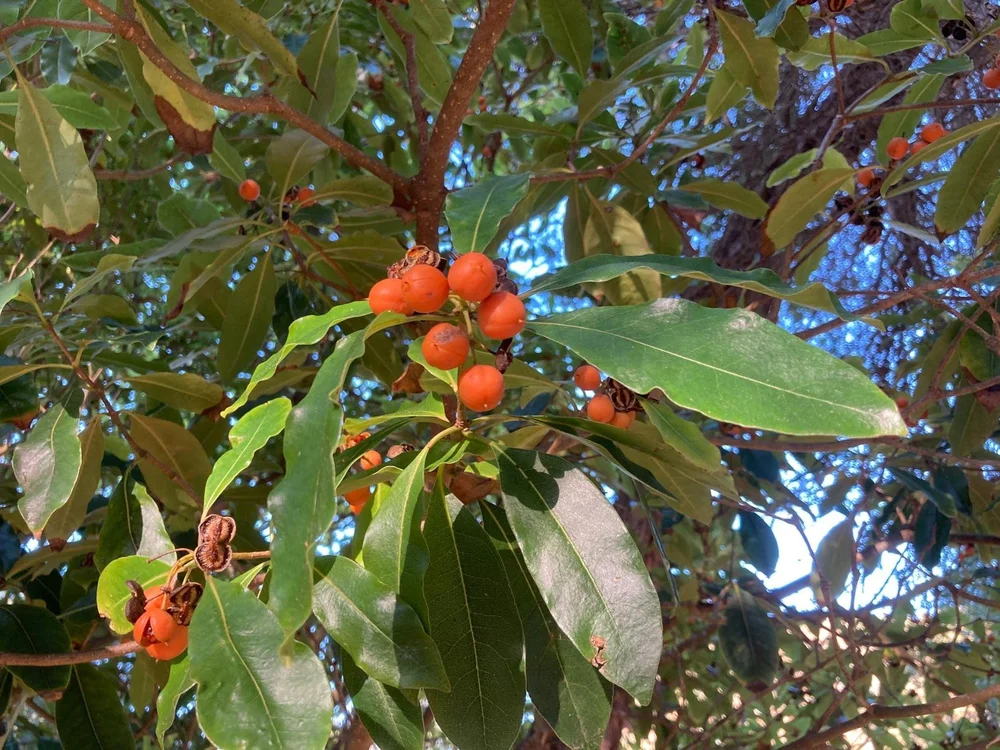 Sweet Pittosporum (weed) — Sandy Point, Victoria