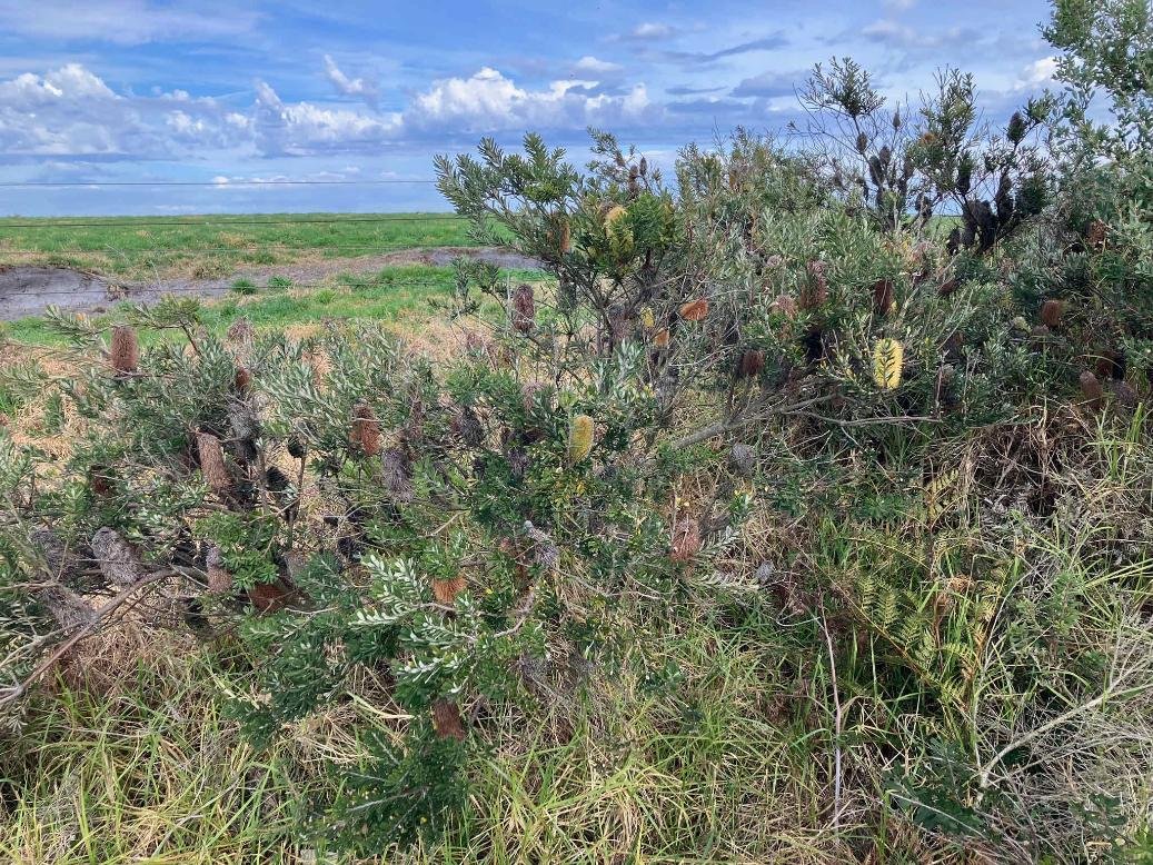 Silver Banksia / Warrock — Sandy Point, Victoria