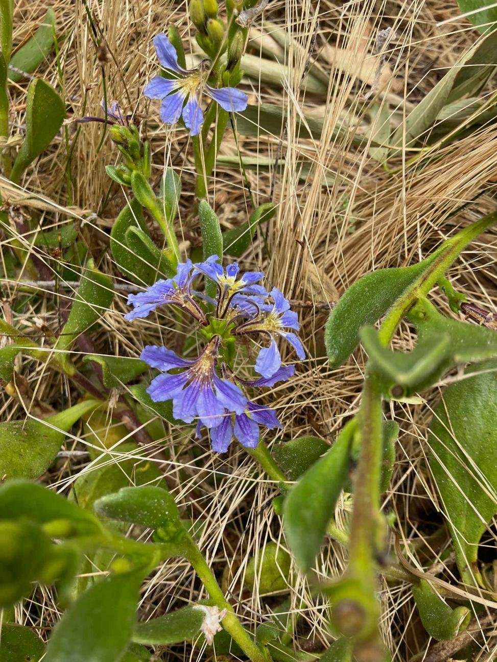Dune Fan-flower — Sandy Point, Victoria