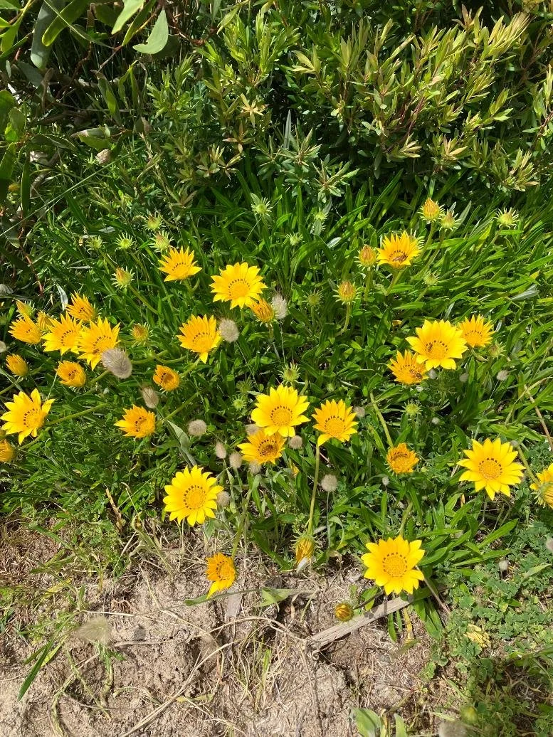 Gazania (weed) — Sandy Point, Victoria
