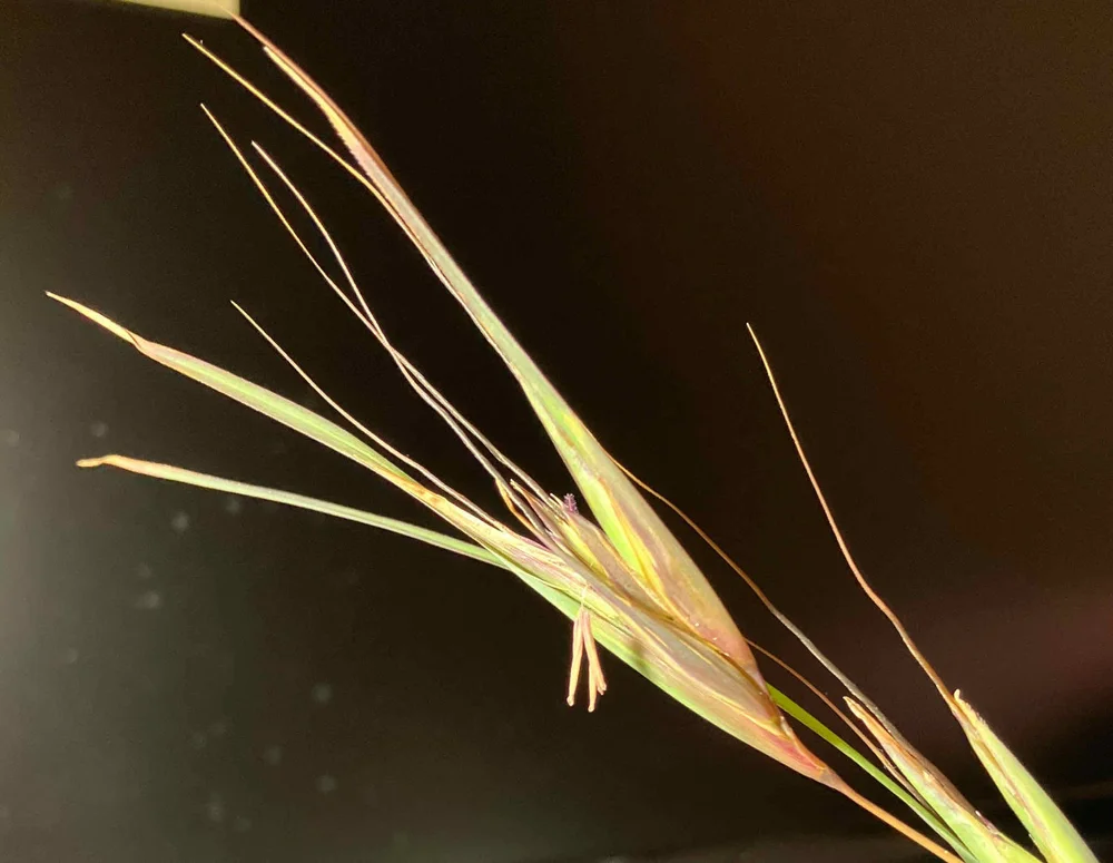 Kangaroo Grass — Sandy Point, Victoria