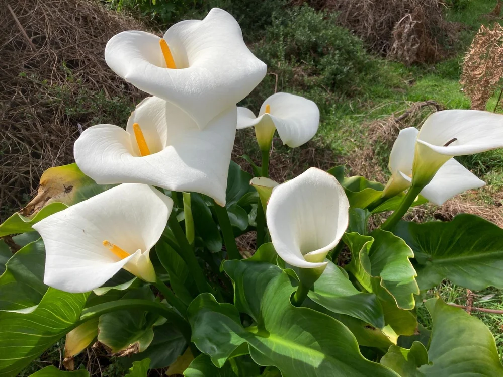 Arum Lily (weed) — Sandy Point, Victoria