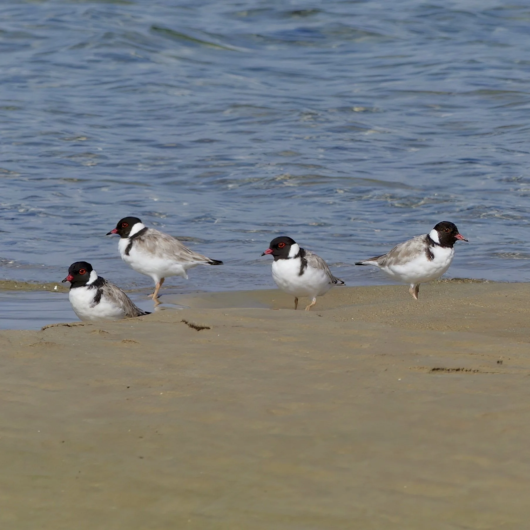 Beach-nesting Birds — Sandy Point, Victoria