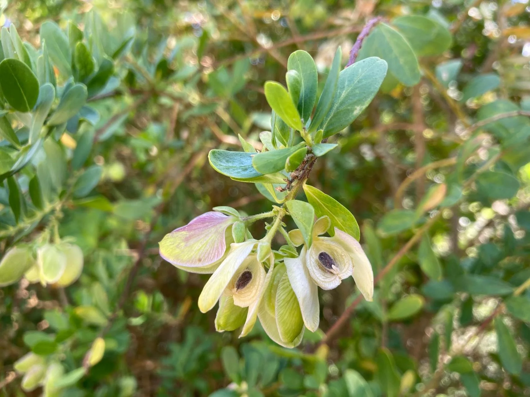 Myrtle-leaf Milkwort / Polygala (weed) — Sandy Point, Victoria
