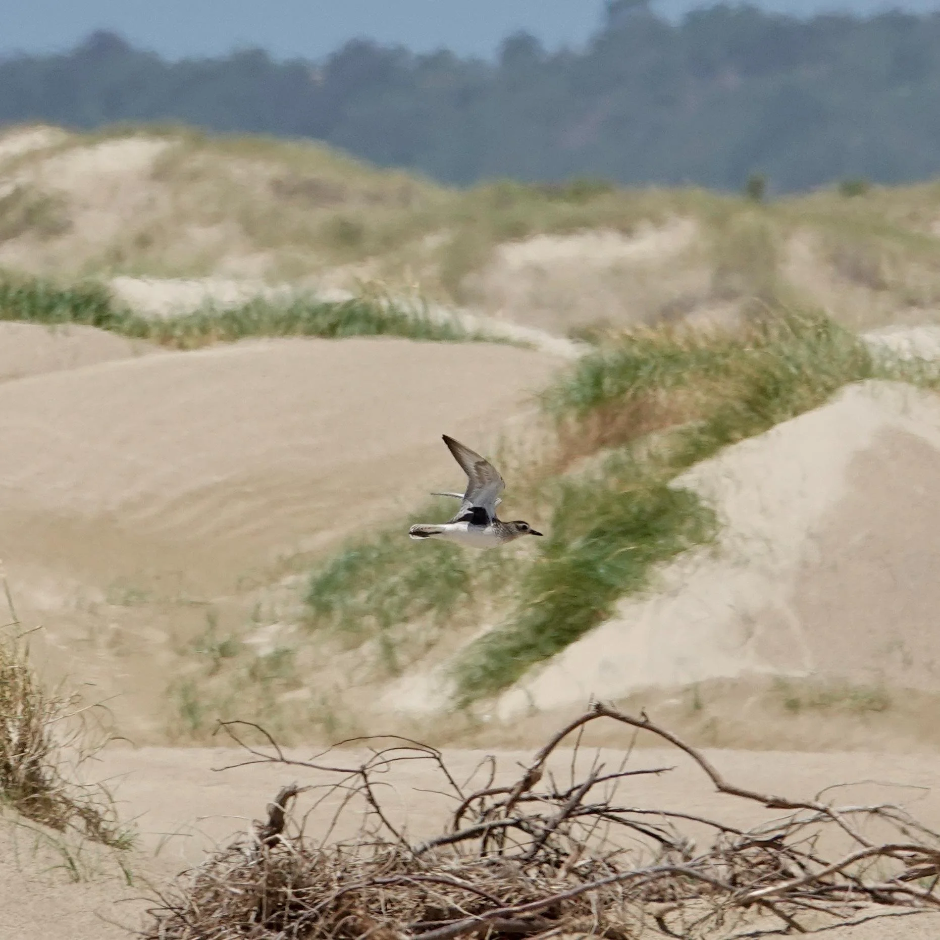 Grey Plover — Sandy Point, Victoria