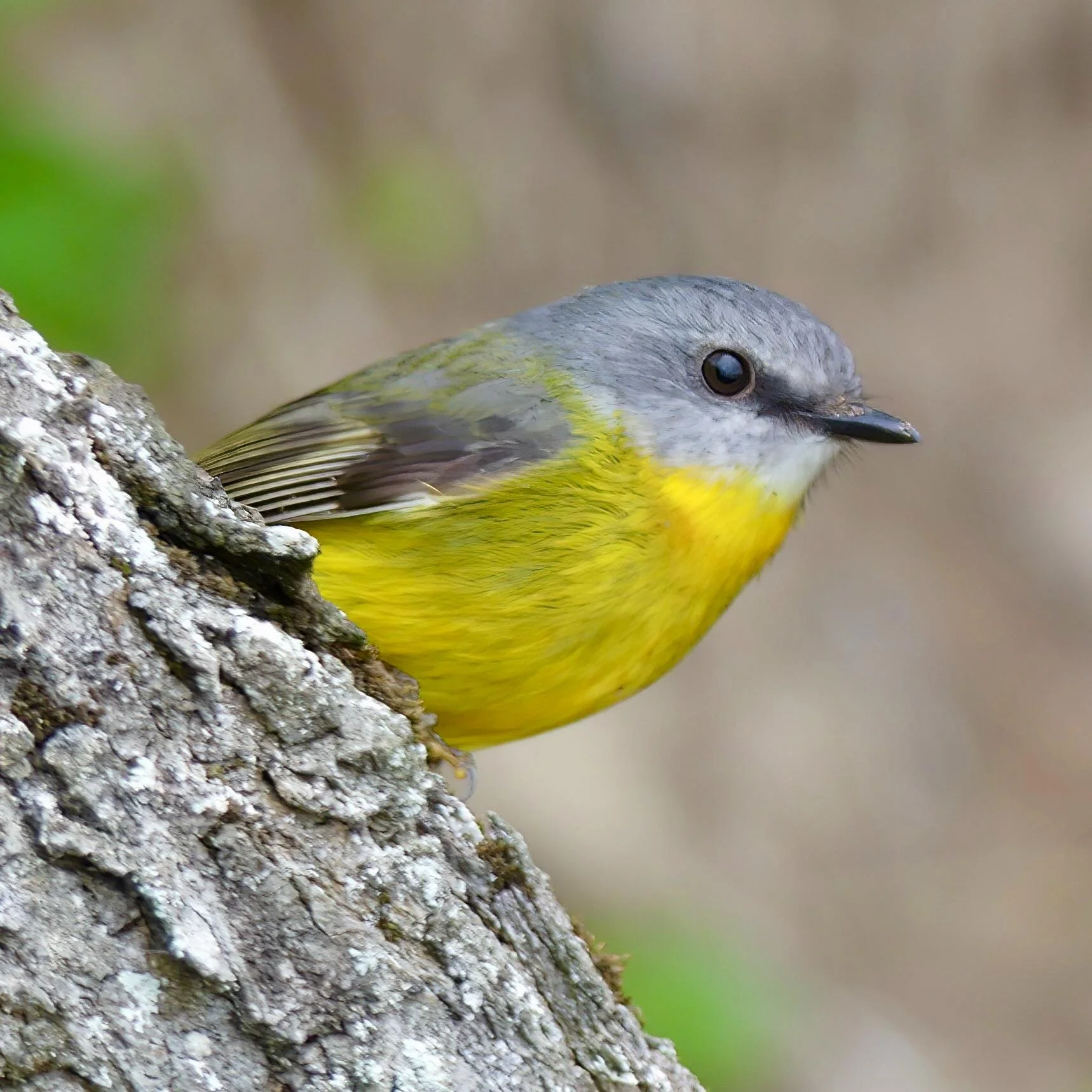 Eastern Yellow Robin — Sandy Point, Victoria