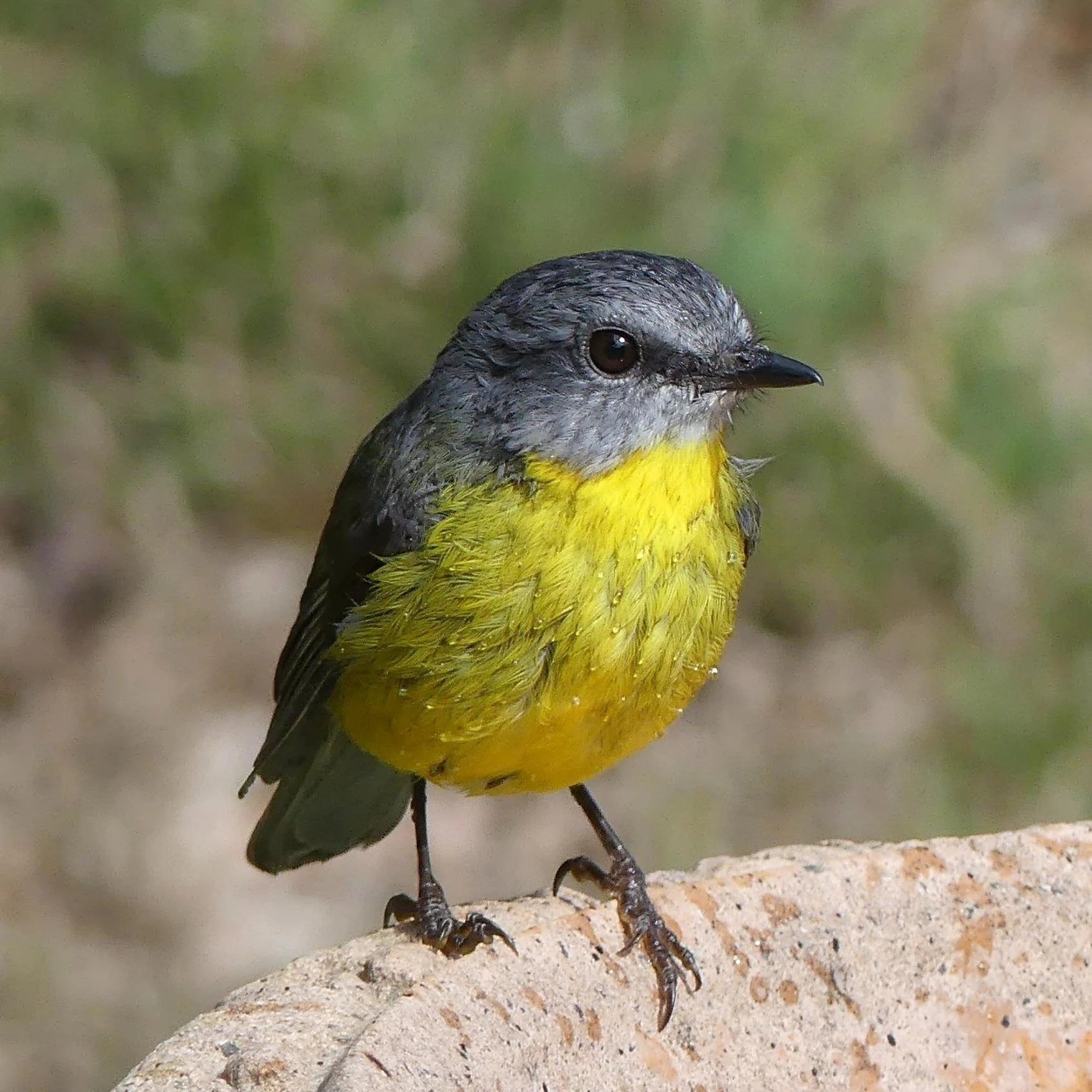 Eastern Yellow Robin — Sandy Point, Victoria