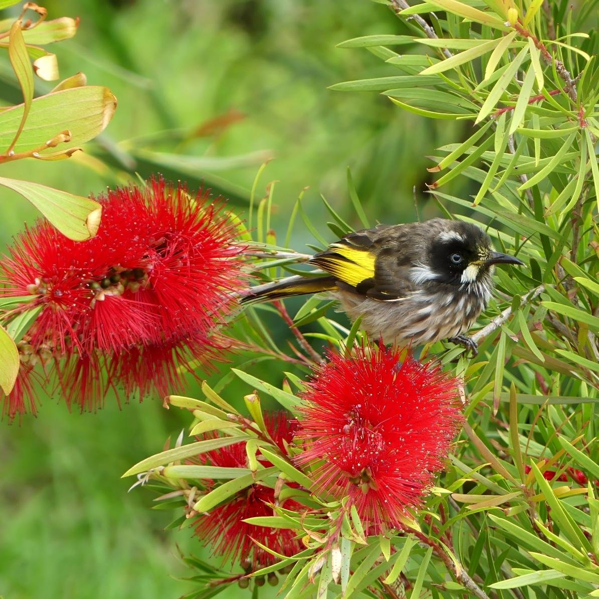 Bush Birds — Sandy Point, Victoria