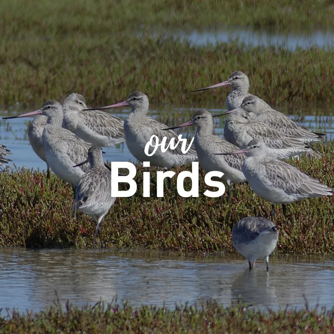 Sandy Point, Victoria