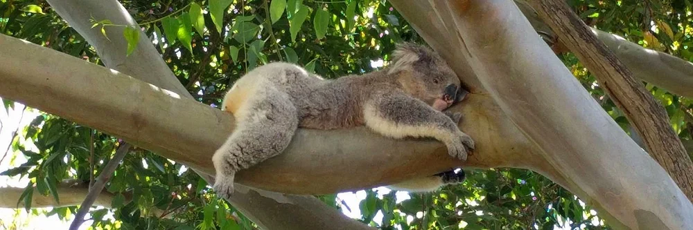 Koalas — Sandy Point, Victoria