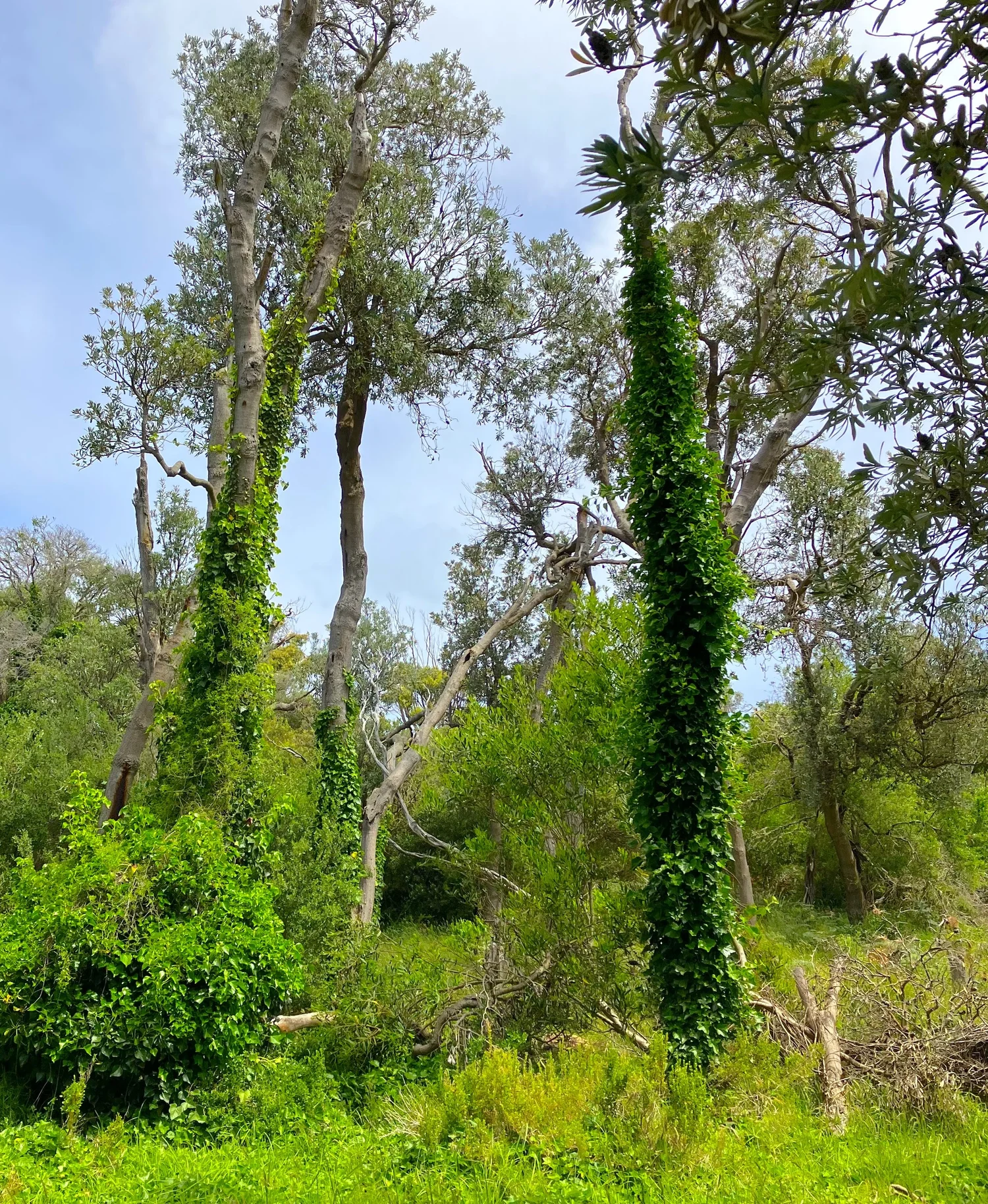 Weeds — Sandy Point, Victoria