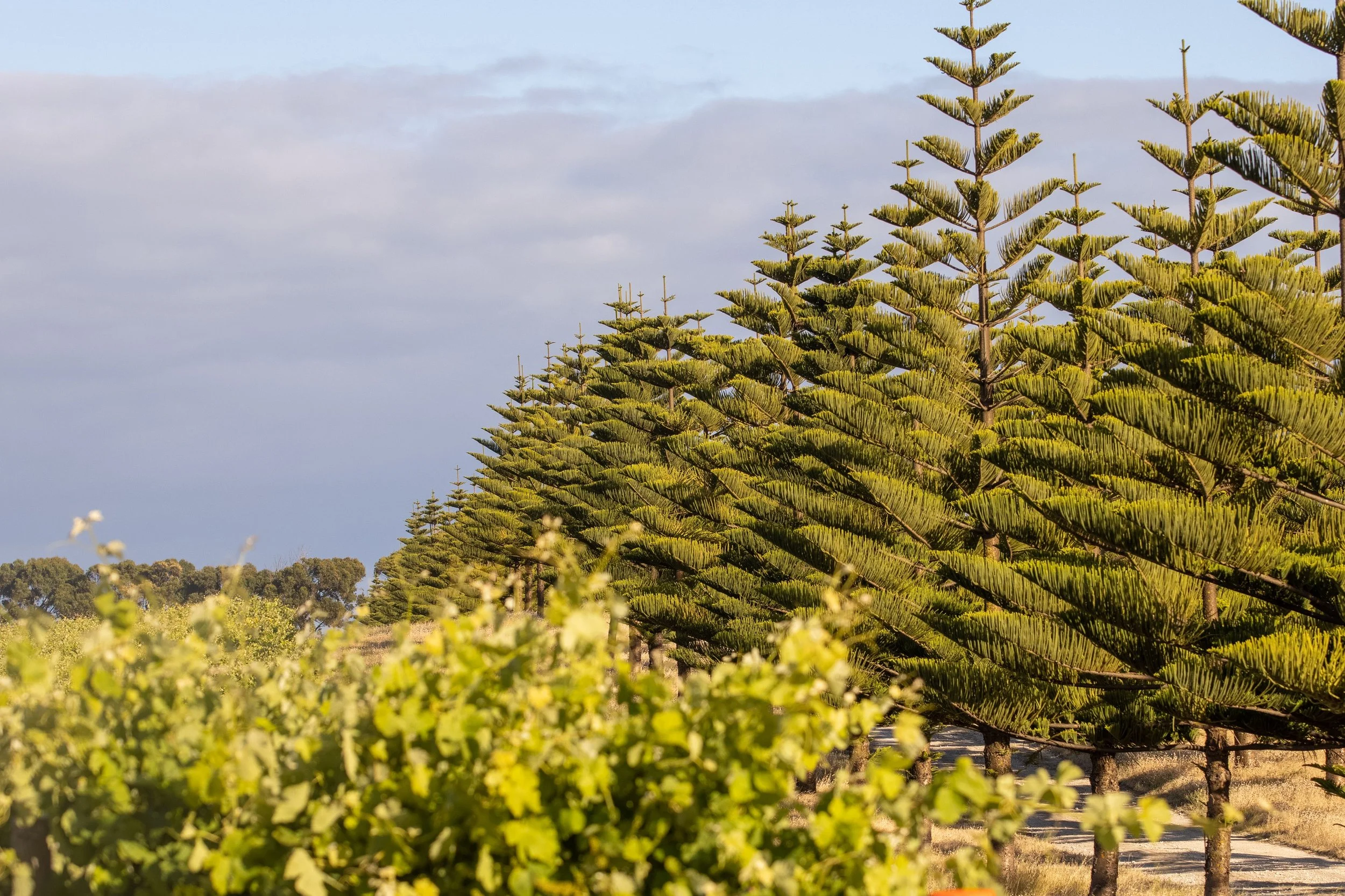 Norfolk Rise Vineyard