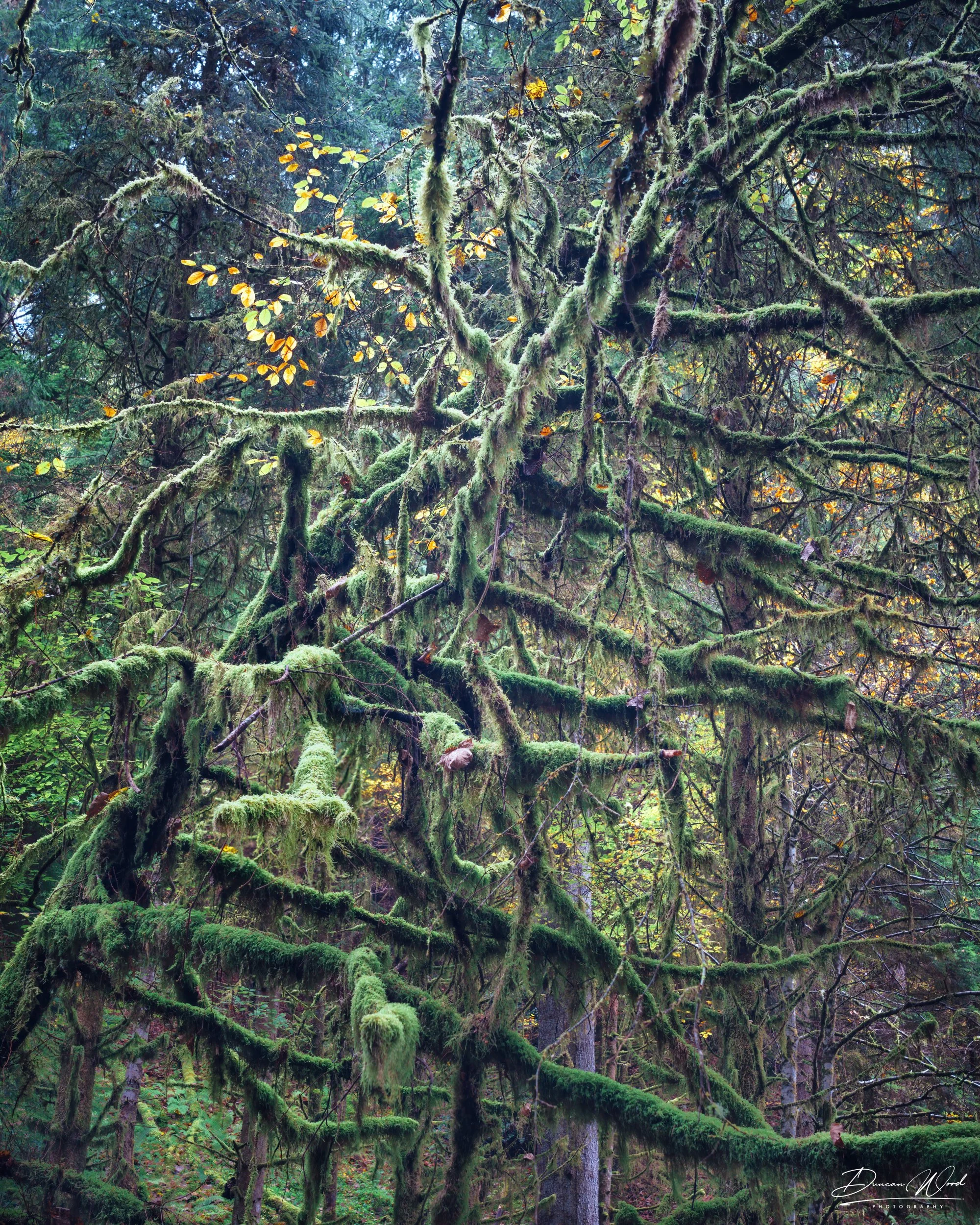 Blog about Scotland’s Temperate Rainforests | Duncan Wood Photography