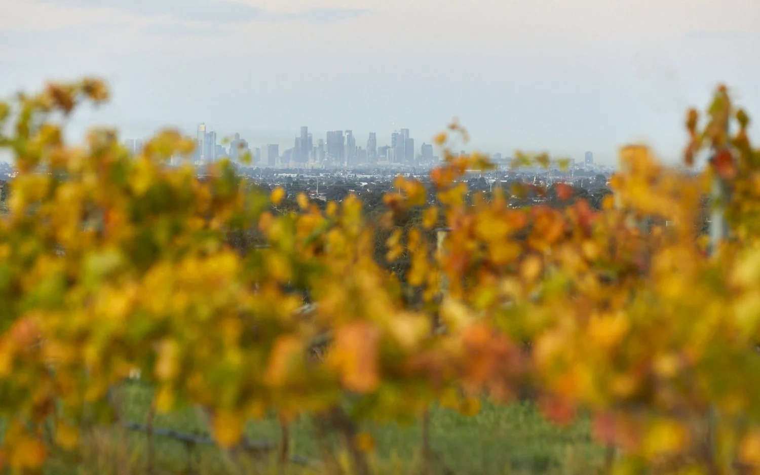 Home 12-6 — Five Vineyard