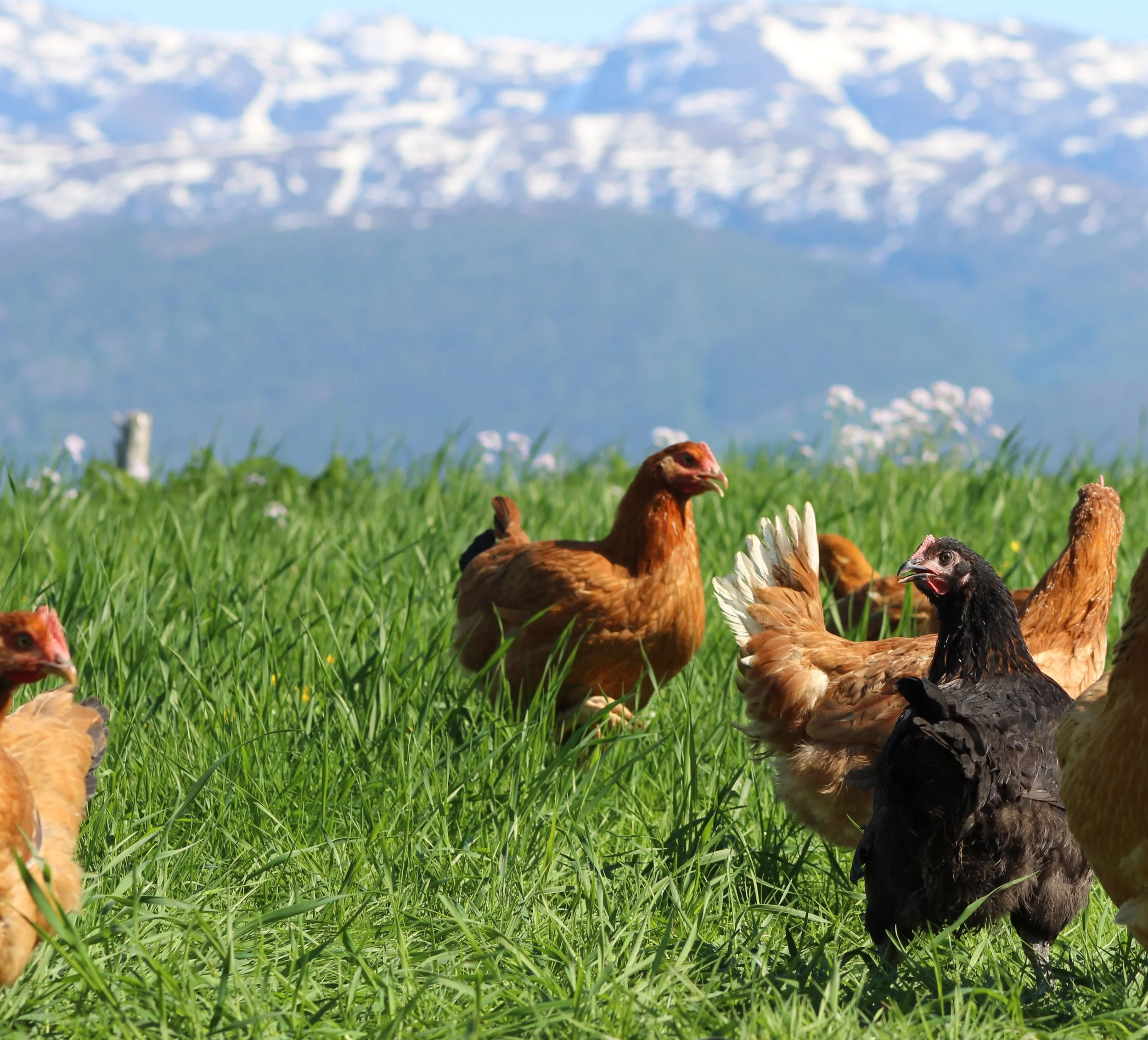 Homlagarden økologisk kalkun og kylling