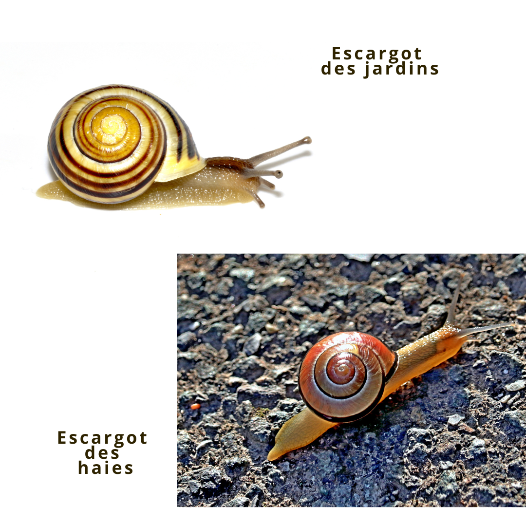 Les secrets des escargots et autres mollusques terrestres — Connexion ...
