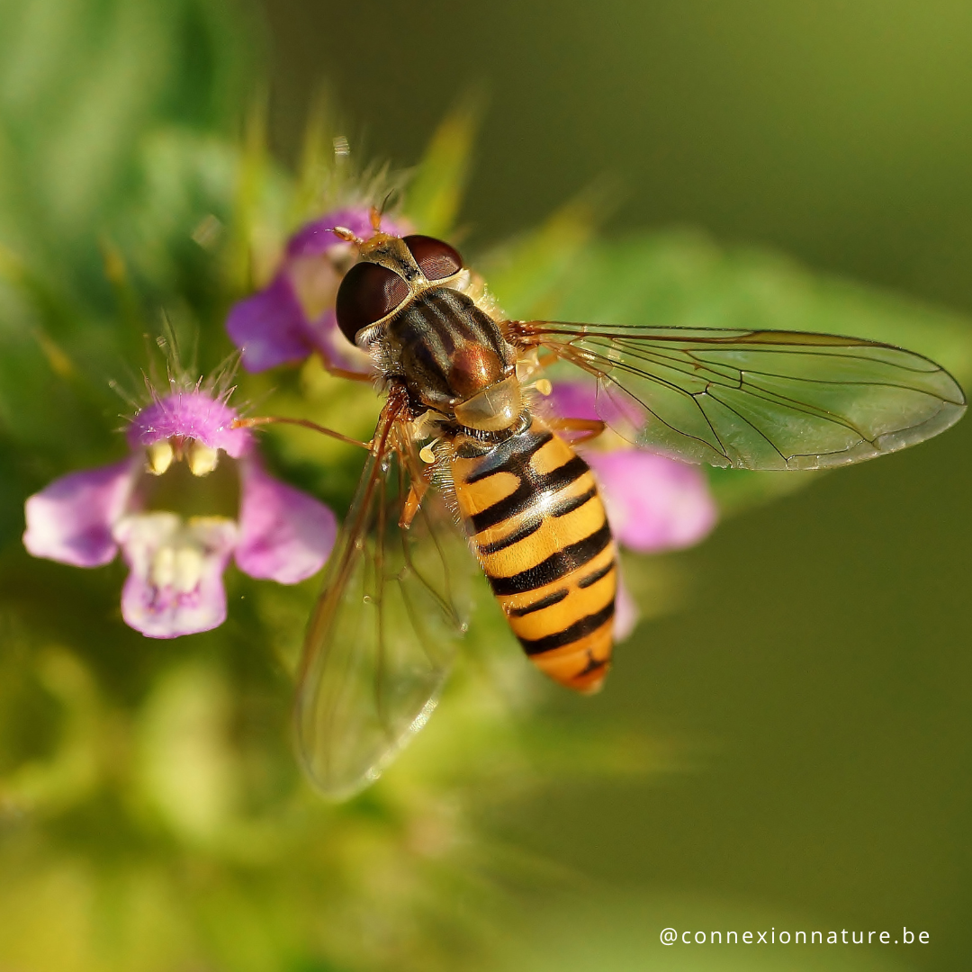 Interactions entre plantes et insectes, co-évolution au cours du temps ...