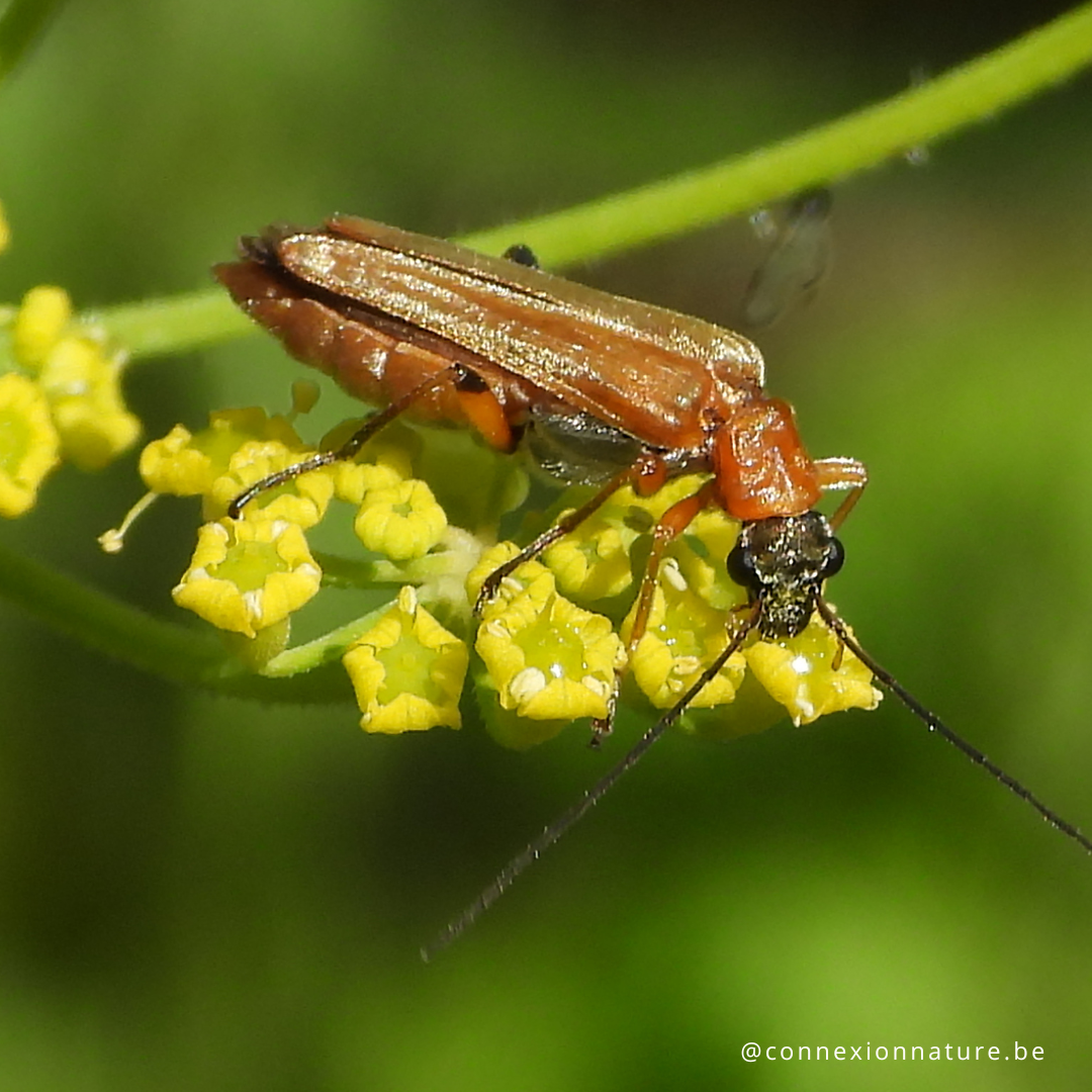 Interactions entre plantes et insectes, co-évolution au cours du temps ...