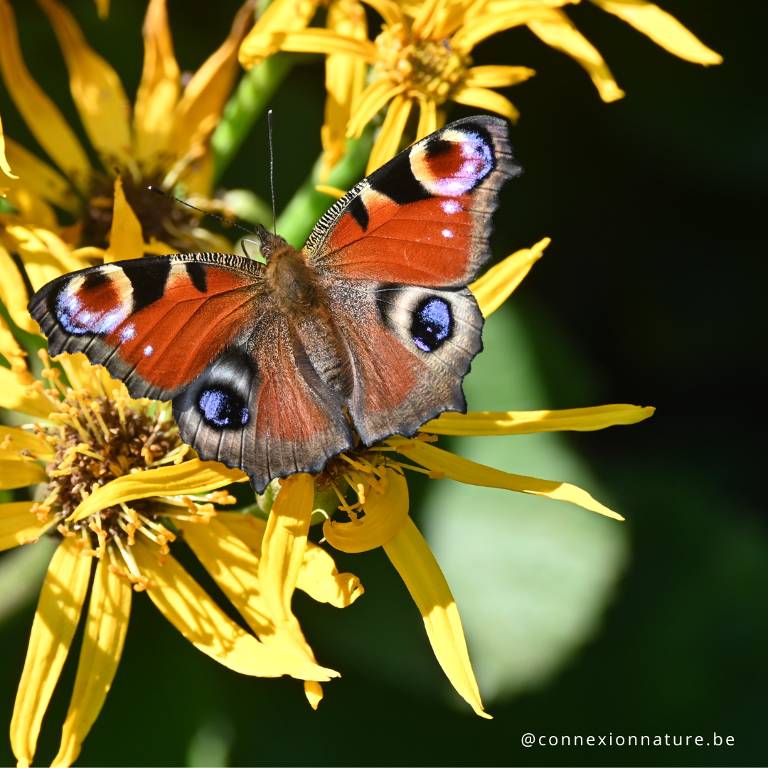 Interactions entre plantes et insectes, co-évolution au cours du temps ...