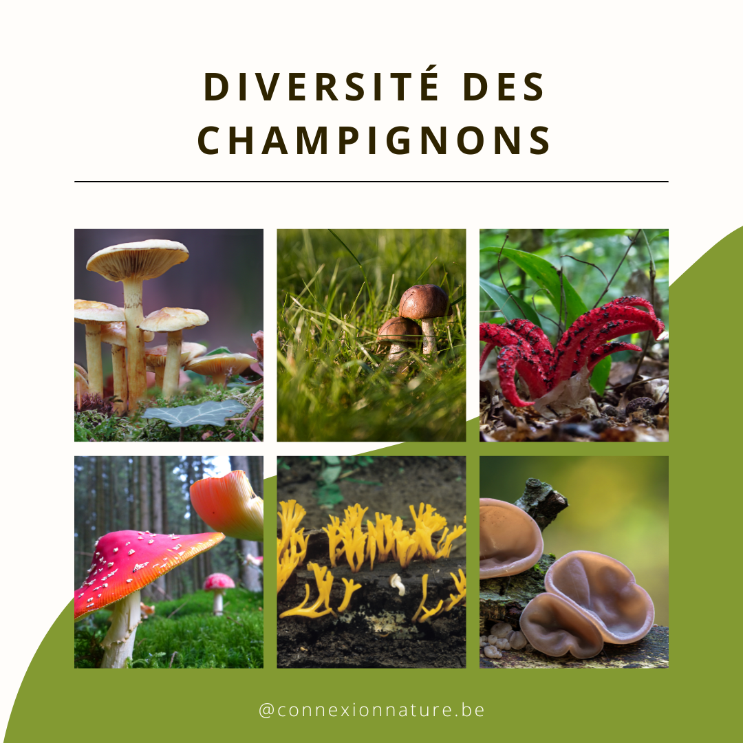 À la découverte des champignons — Connexion Nature