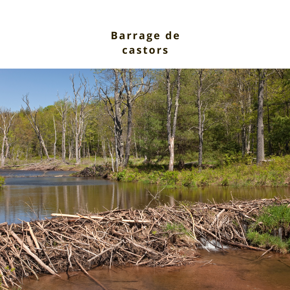 Mieux connaître les castors — Connexion Nature