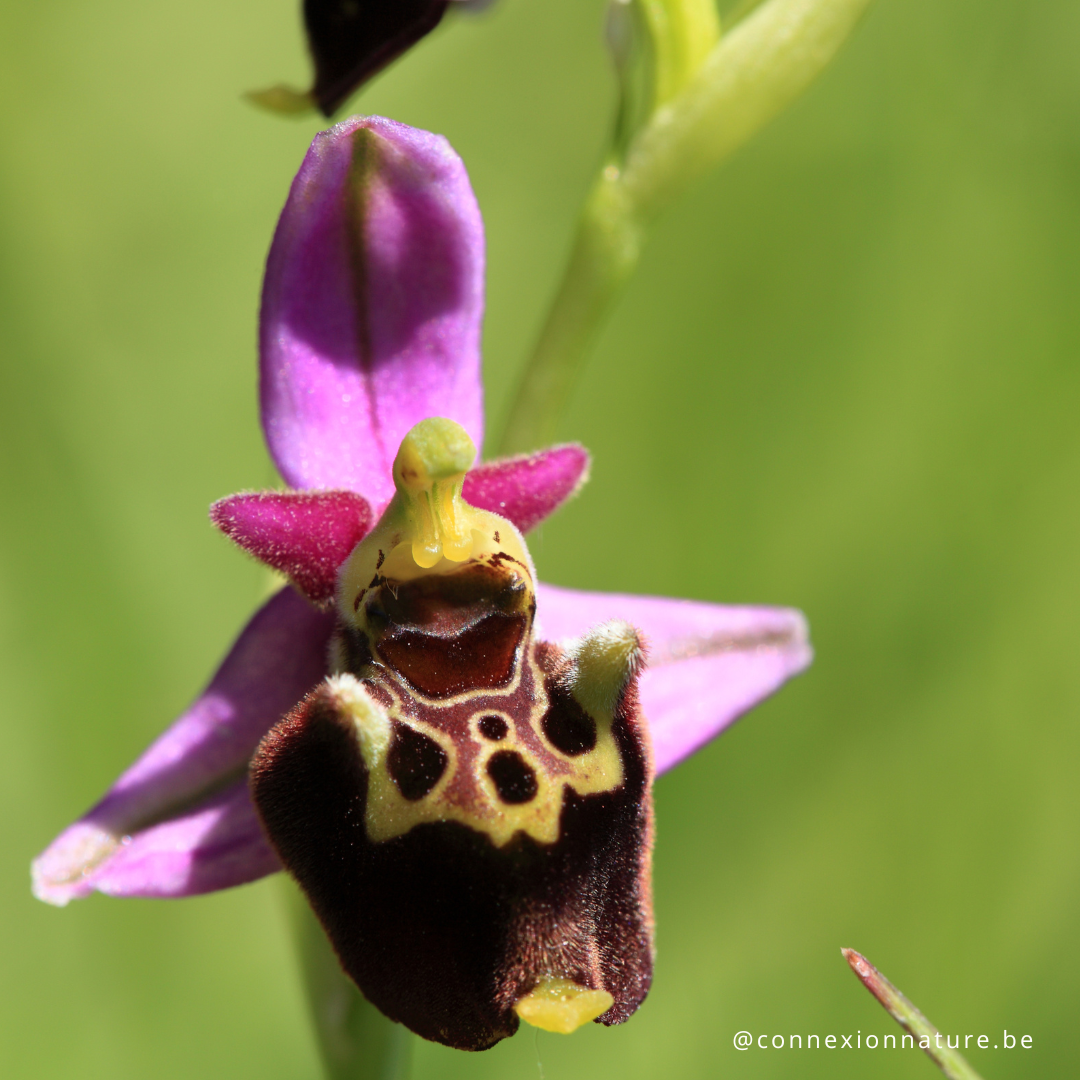 Interactions entre plantes et insectes, co-évolution au cours du temps ...