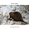 Mieux connaître les castors — Connexion Nature