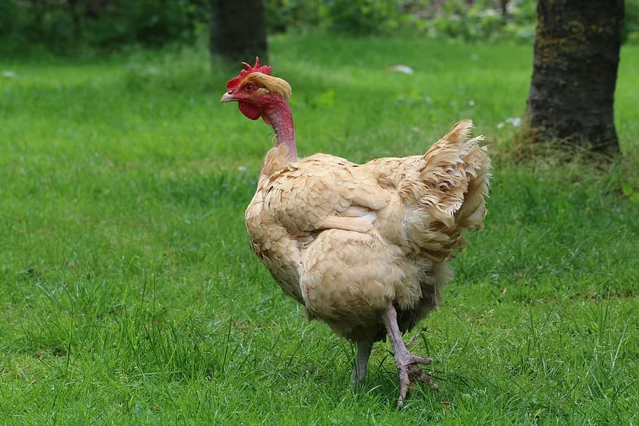 Everything You Need to Know About Naked Neck Chickens — J&R Pierce ...