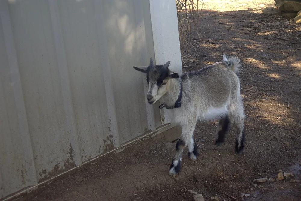 Are Pygmy Goats Right for Your Farm? — J&R Pierce Family Farm