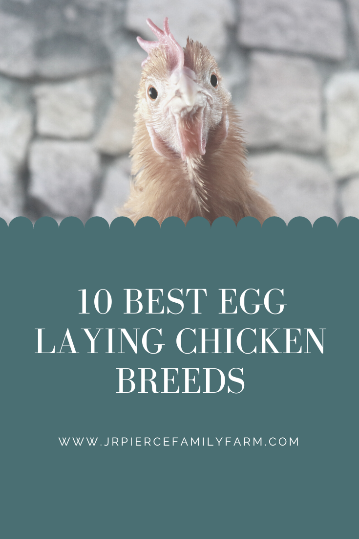 10 Best Egg Laying Chicken Breeds — J&R Pierce Family Farm