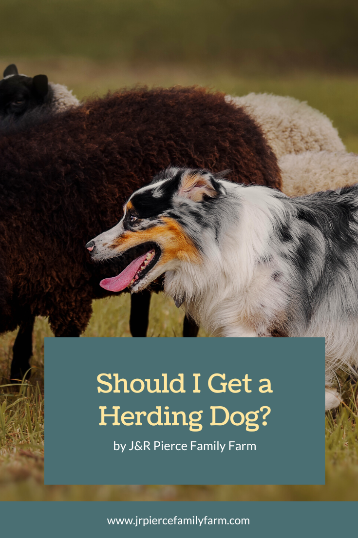 Best Herding Dog Breeds