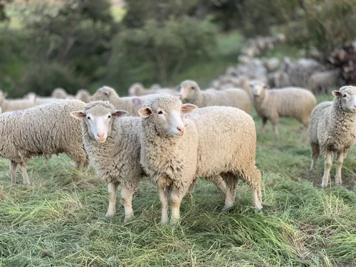 The Essential Guide to Sheep Maintenance: Tasks to Do to Keep Your ...