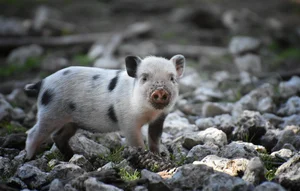 The Ultimate Guide to Pig Housing — J&R Pierce Family Farm
