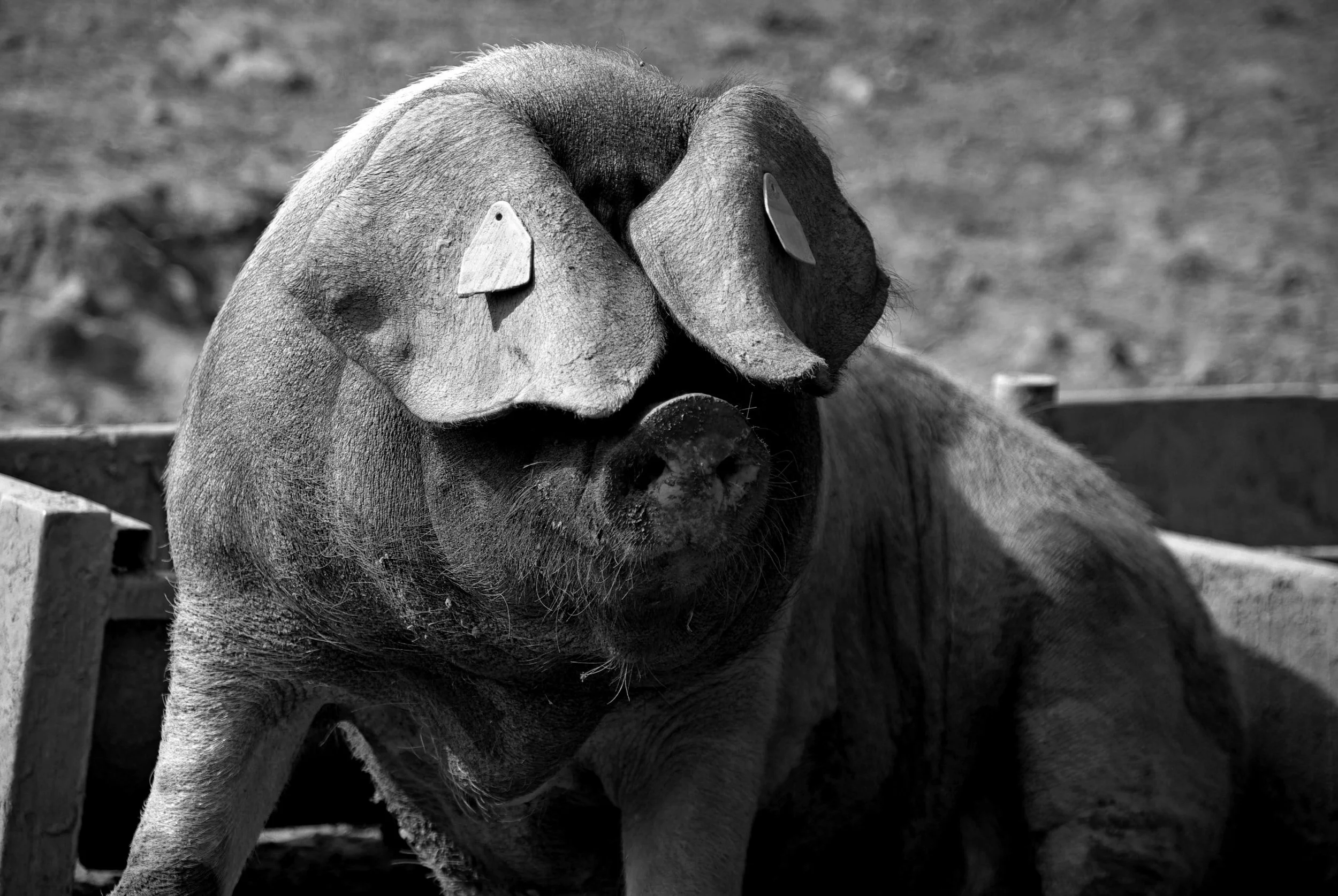 Everything You Need to Know About the Poland China Pig Breed — J&R ...
