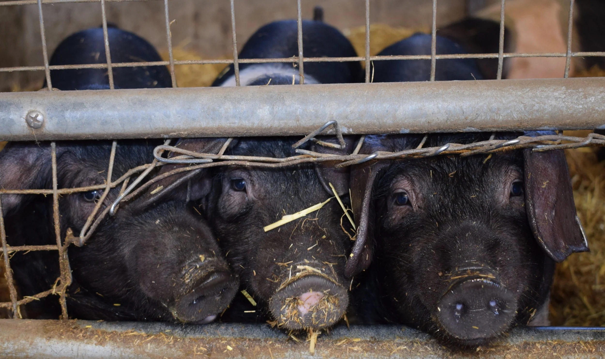 Everything You Need to Know About the Poland China Pig Breed — J&R ...