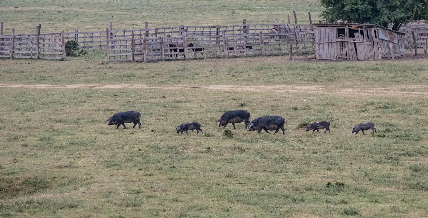 Everything You Need to Know About the Poland China Pig Breed — J&R ...