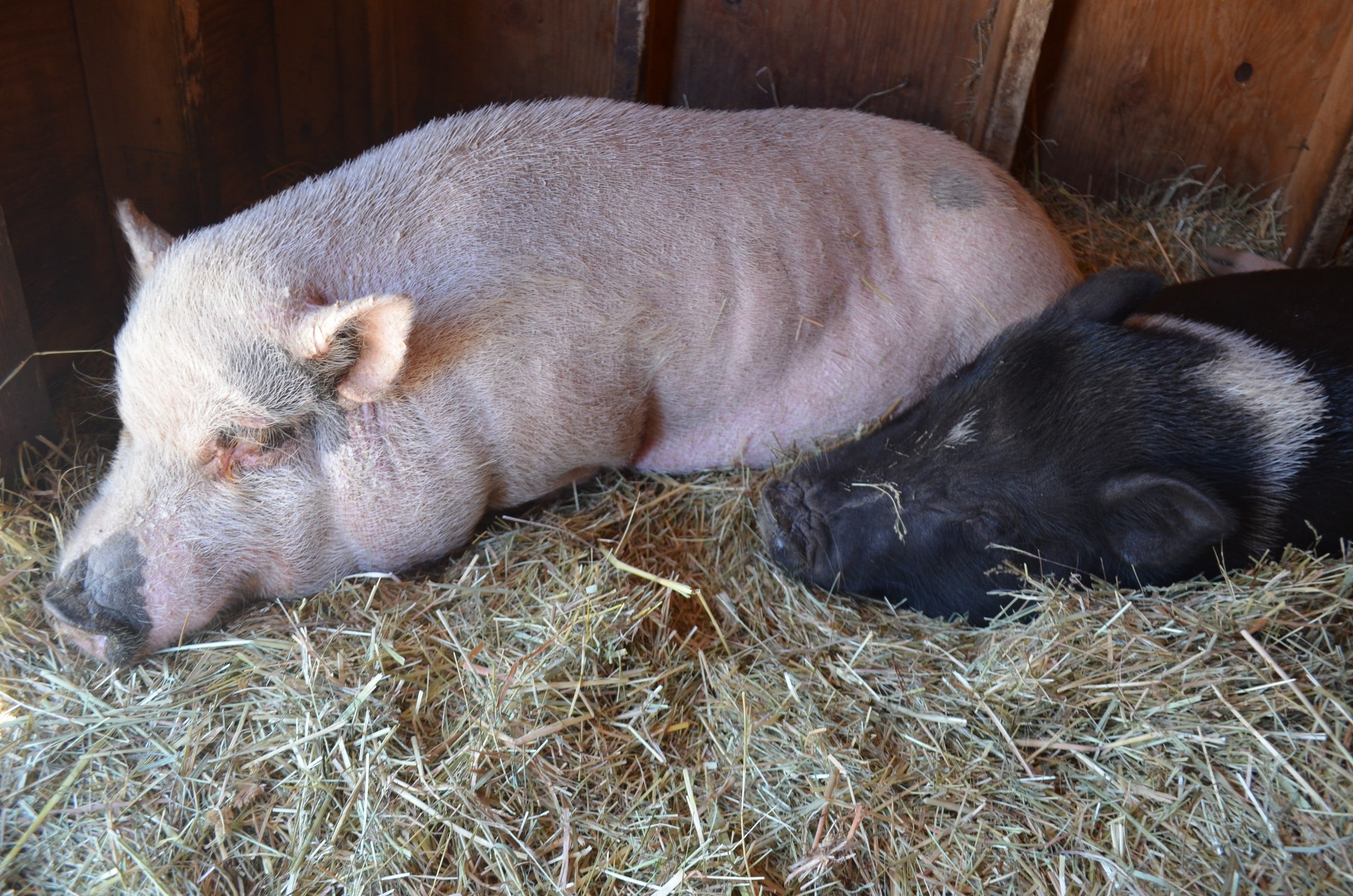 Hampshire Pigs Everything You Need To Know J R Pierce Family Farm