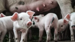 8 Best Pig Breeds for the Farm — J&R Pierce Family Farm