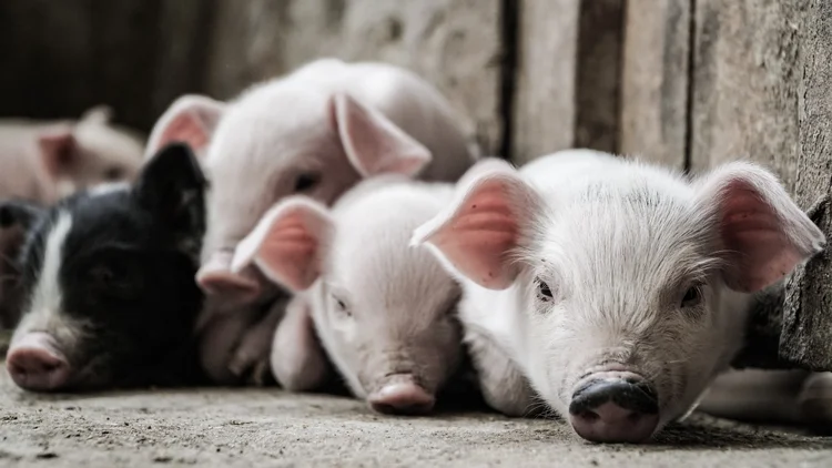 8 Best Pig Breeds for the Farm — J&R Pierce Family Farm