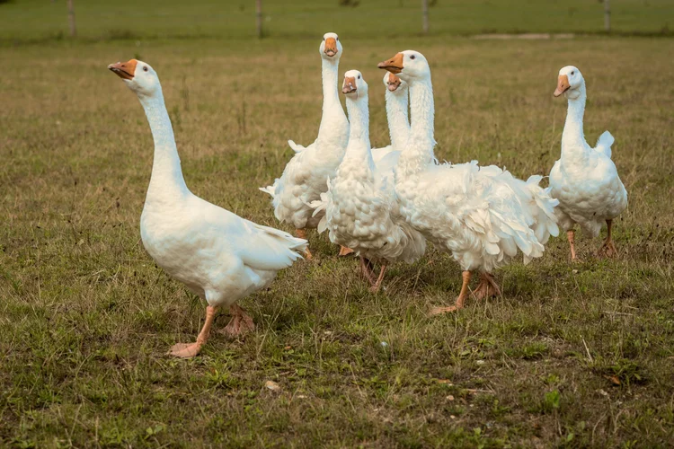 What are Weeder Geese? Everything You Need to Know — J&R Pierce Family Farm