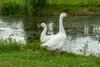 What are Weeder Geese? Everything You Need to Know — J&R Pierce Family Farm