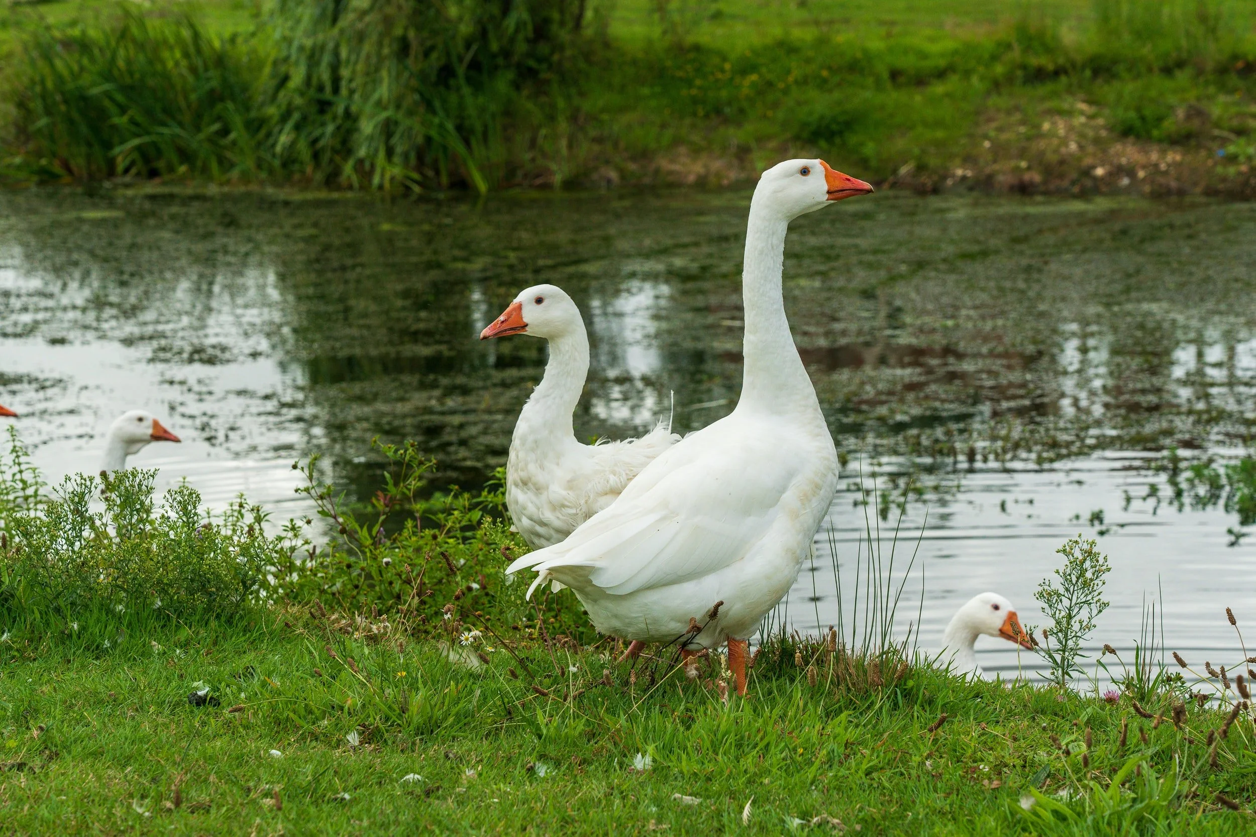 What are Weeder Geese? Everything You Need to Know — J&R Pierce Family Farm